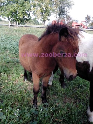 MUSKO ZDREBE MINI SETLAND PONY