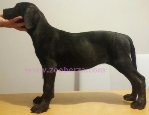 Cane Corso Female puppy