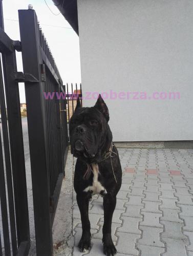 Cane Corso muzjak