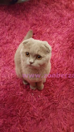 Scottish fold Bella