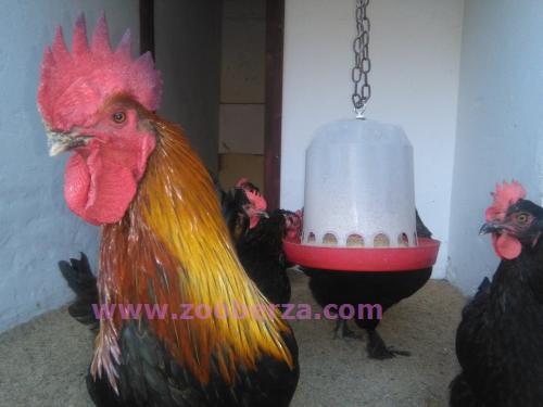 MARANS ZIVINA