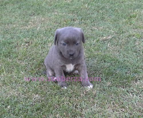 Mesanci cane corso