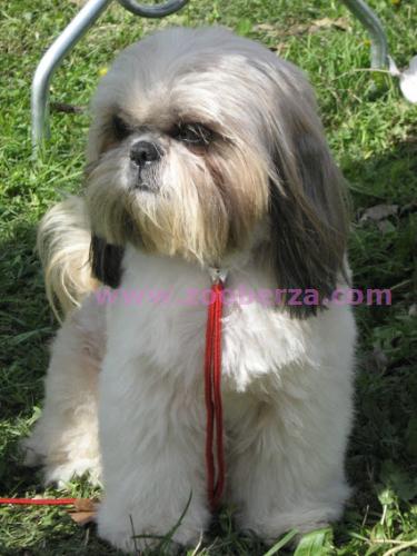 Shihtzu fantasticna zenka