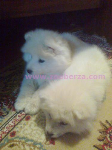 Samojed