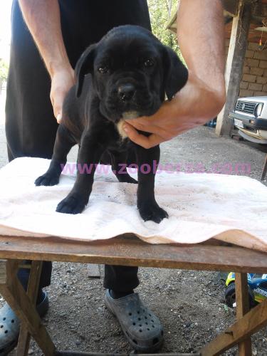 stenci cane corso