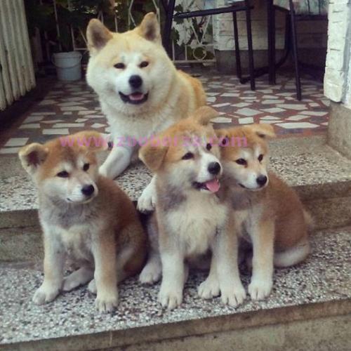 Akita inu stenci