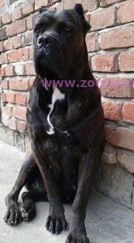 Cane corso stenci