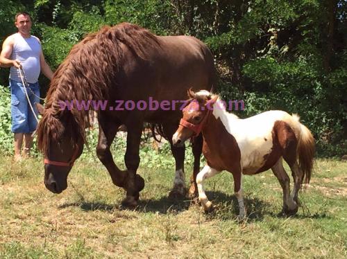 Prodaja pastuva i sarene poni zdrebeta