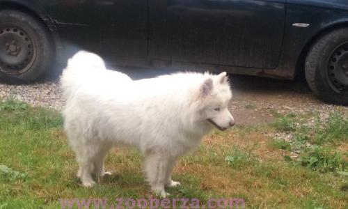 Samojed