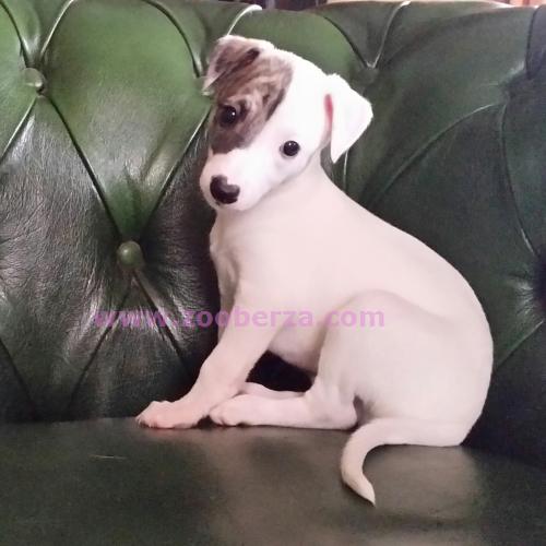 Mali engleski hrt WHIPPET