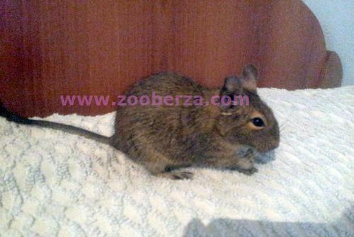 Degu veverice