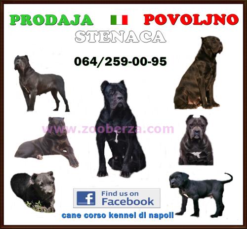 Cane Corso Prodaja Stenaca