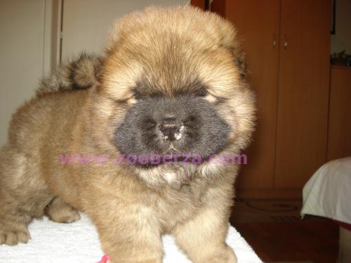 CHOW CHOW