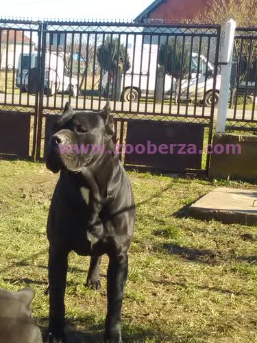 Na prodaju tip-top stenad Cane Corso-a