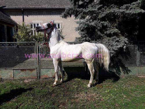 Prodaja pastuva i kobile