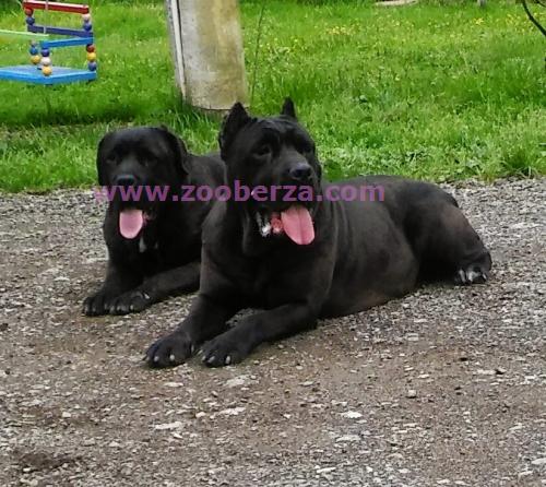 Cane Corso stenci