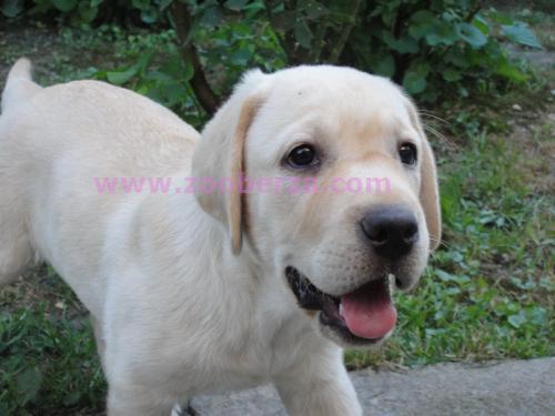 Štenci Labrador retrivera