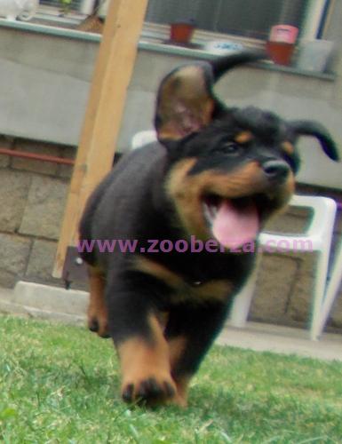 Štenci rotvajlera (rottweiler)