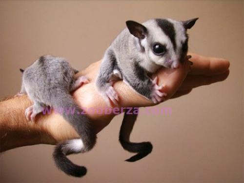 SUGAR GLIDER