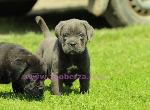 Cane Corso stenci