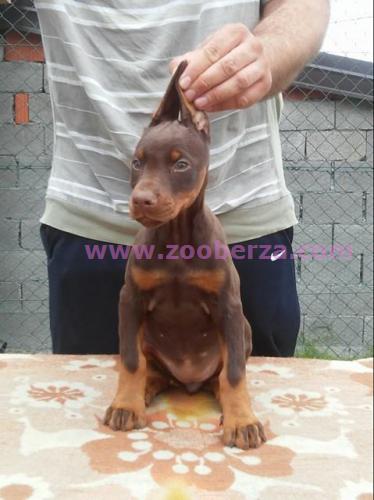 DOBERMAN braon stene