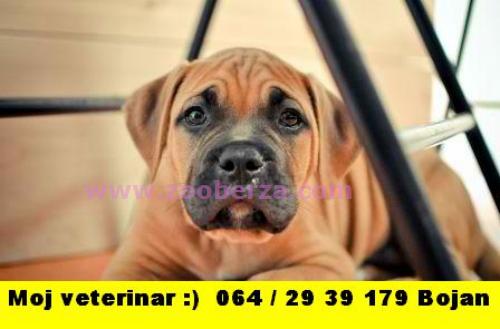 VETERINAR BEOGRAD