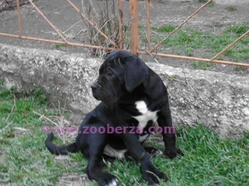 CANE CORSO STENCI