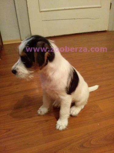 Jack russell terrier