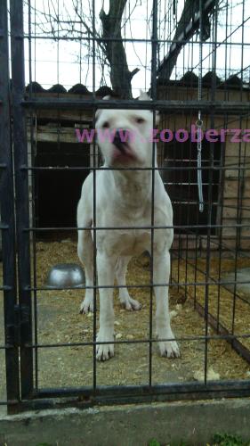 Dogo Argentino