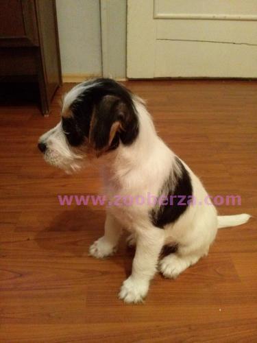 Jack russell terrier