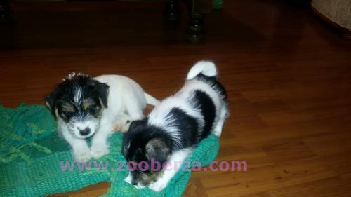 Stenci jack russell terriera