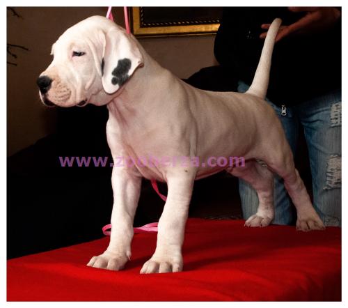 Dogo Argentino prodaja stenaca