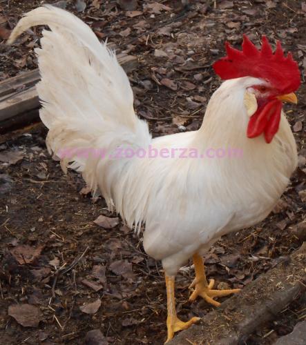 Leghorn