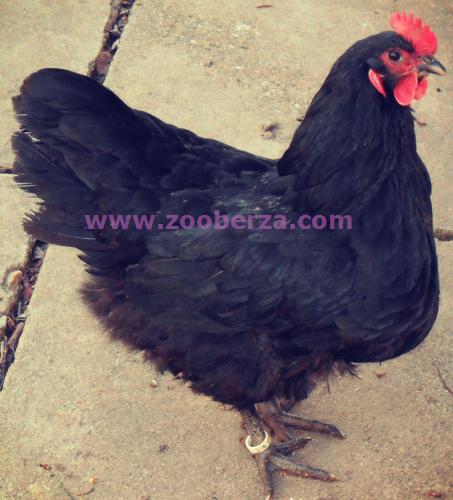 Australorp