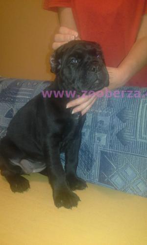 Cane Corso