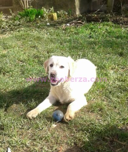 Žuta ženkica labrador retrivera