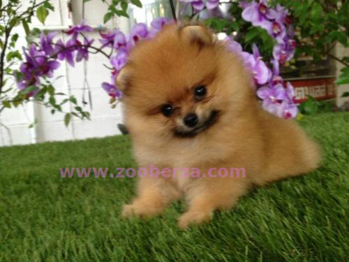 Pomeranski spic BOO