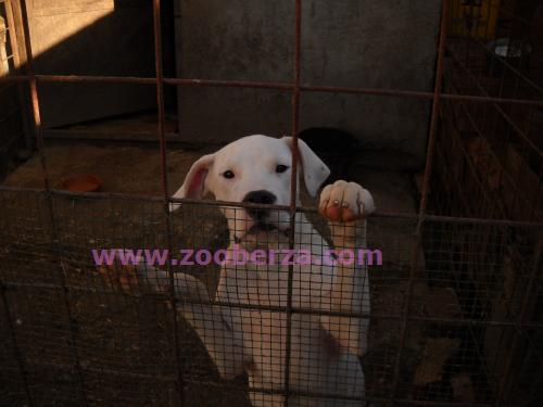 Dogo Argentino