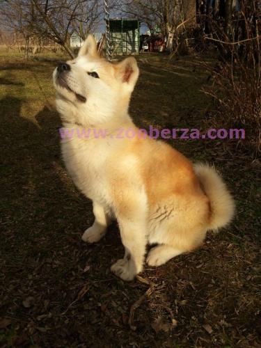 Akita inu prvobirano stene