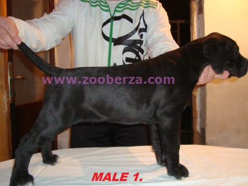 CANE CORSO STENCI