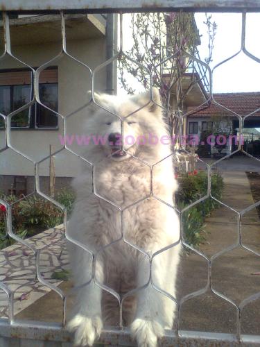 samojed