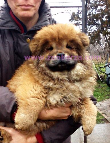 Chow - chow, muško štene