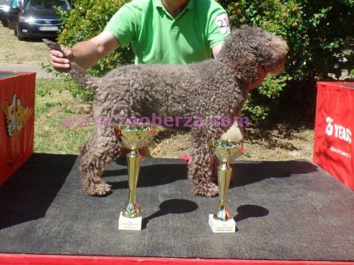 Mužijak Lagotto Romagnolo spreman za parenje