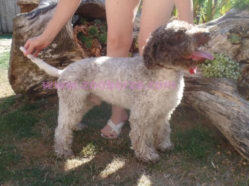 Mužijak Lagotto Romagnolo slobodan za parenje