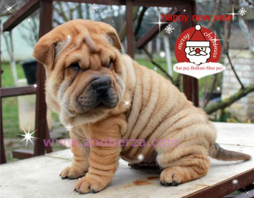 SHAR PEI STENCI PRODAJA