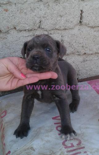 Cane corso