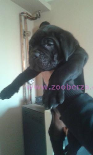 Cane corso