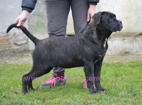 Cane Corso muzjak 7 meseci