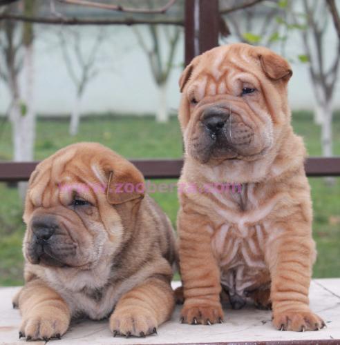 SHAR PEI STENCI