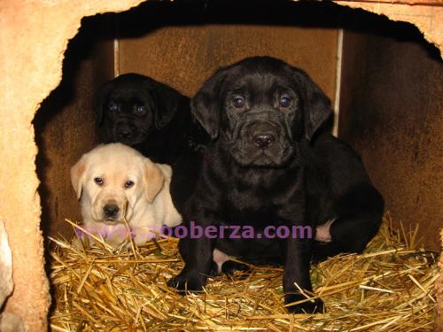 Stenci labrador retrivera